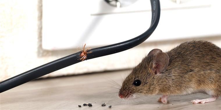 Structural Pest|Mice Extermination For Your Home Trumbull County, Ohio